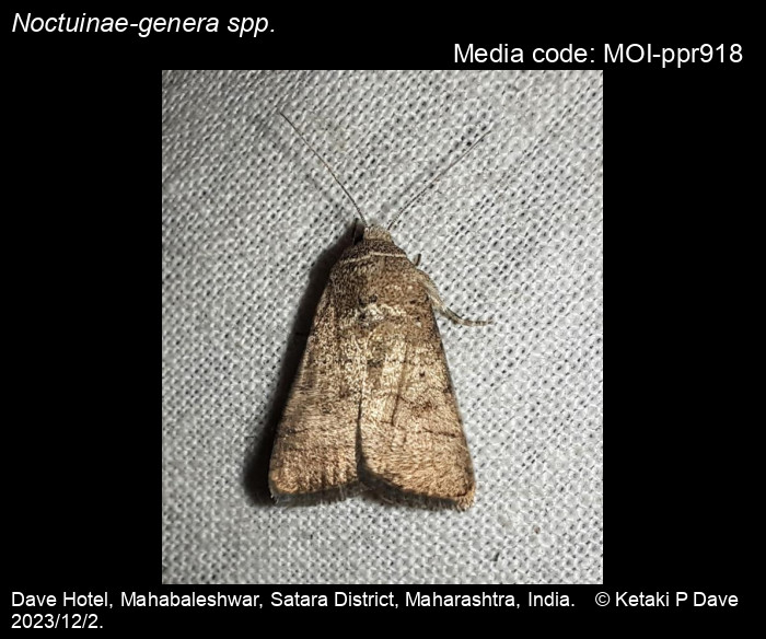 Noctuinae-genera spp. | Moths